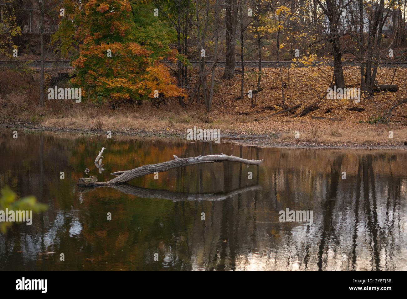 Fallen tree in river hi-res stock photography and images - Alamy