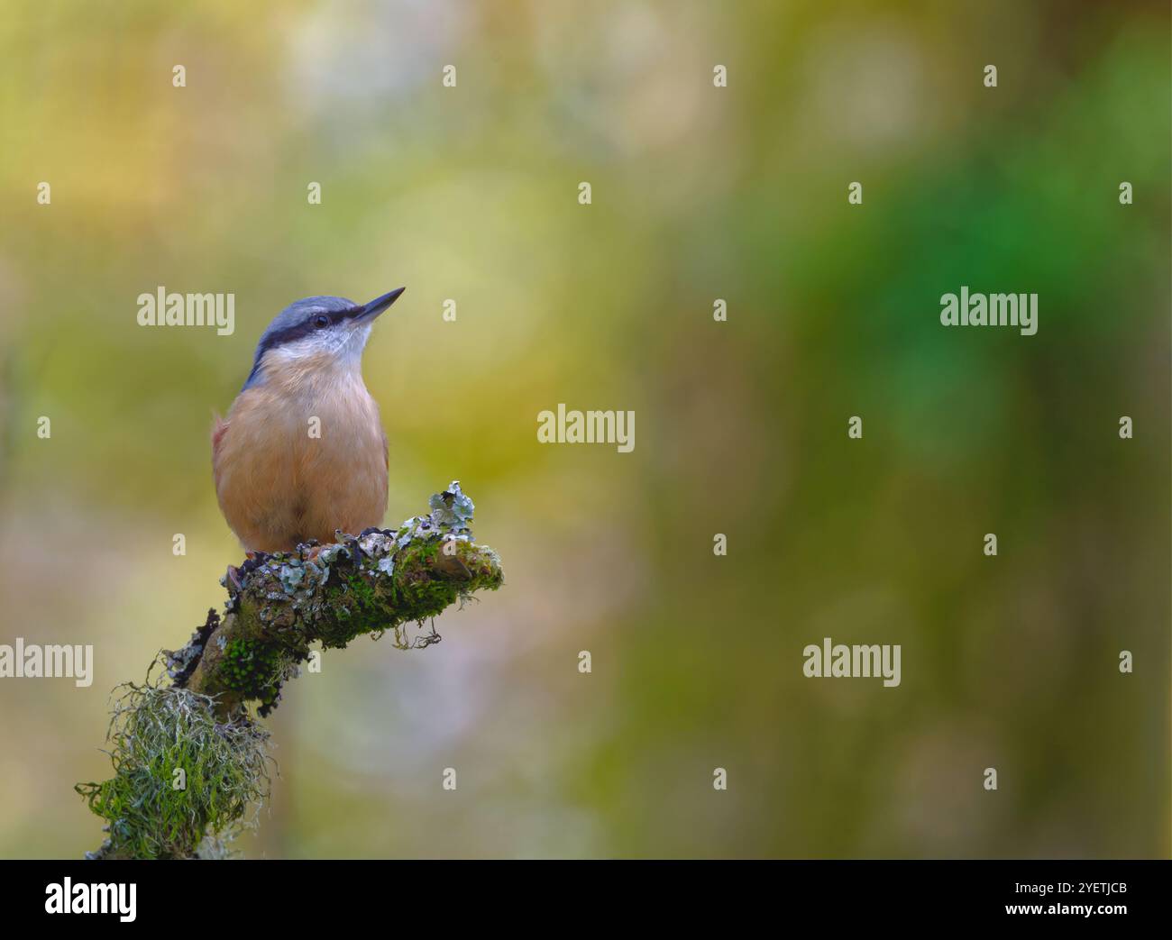 Portrait format of eurasian nuthatch hi-res stock photography and ...