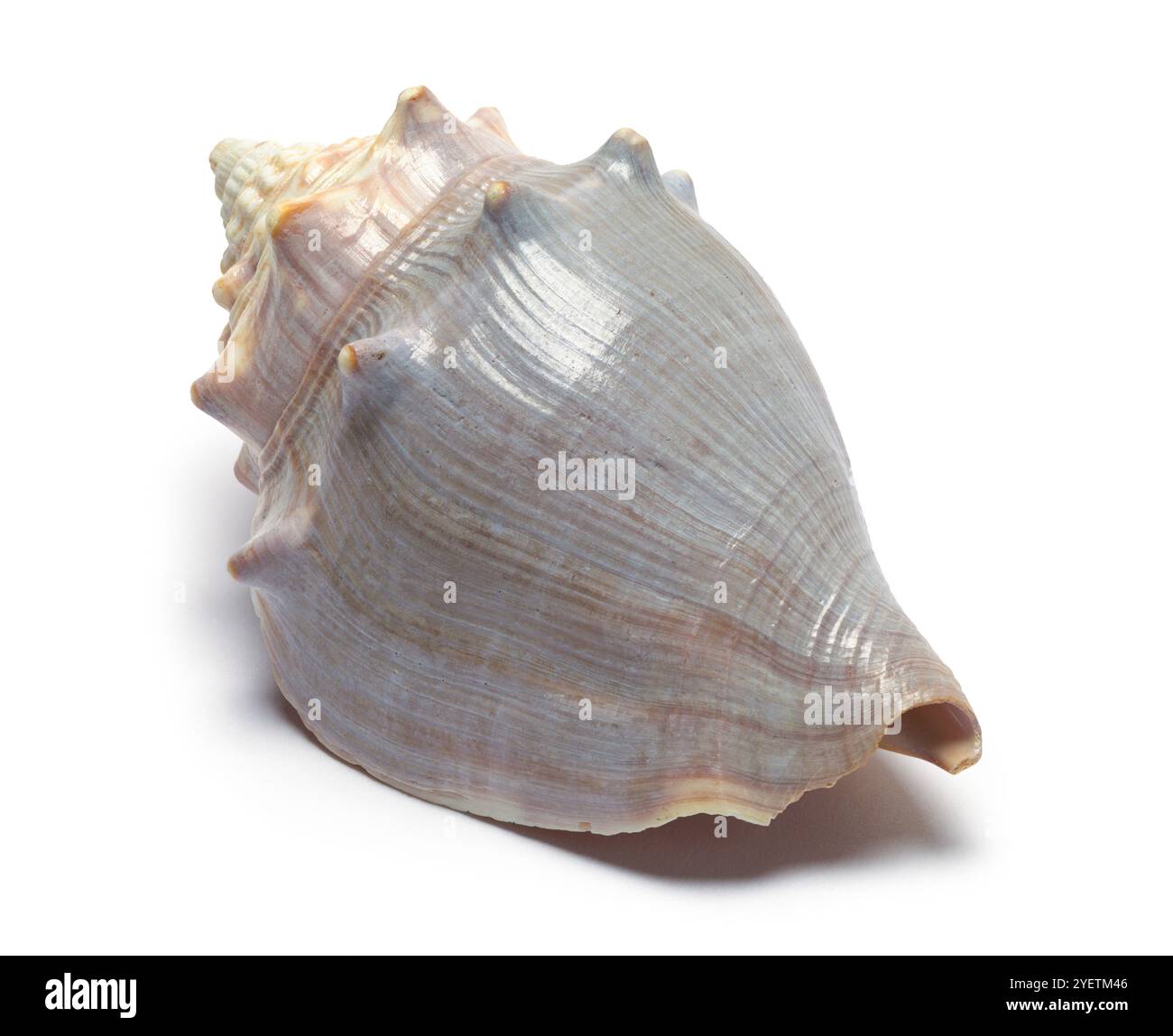 Pink purple sea shell hi-res stock photography and images - Alamy