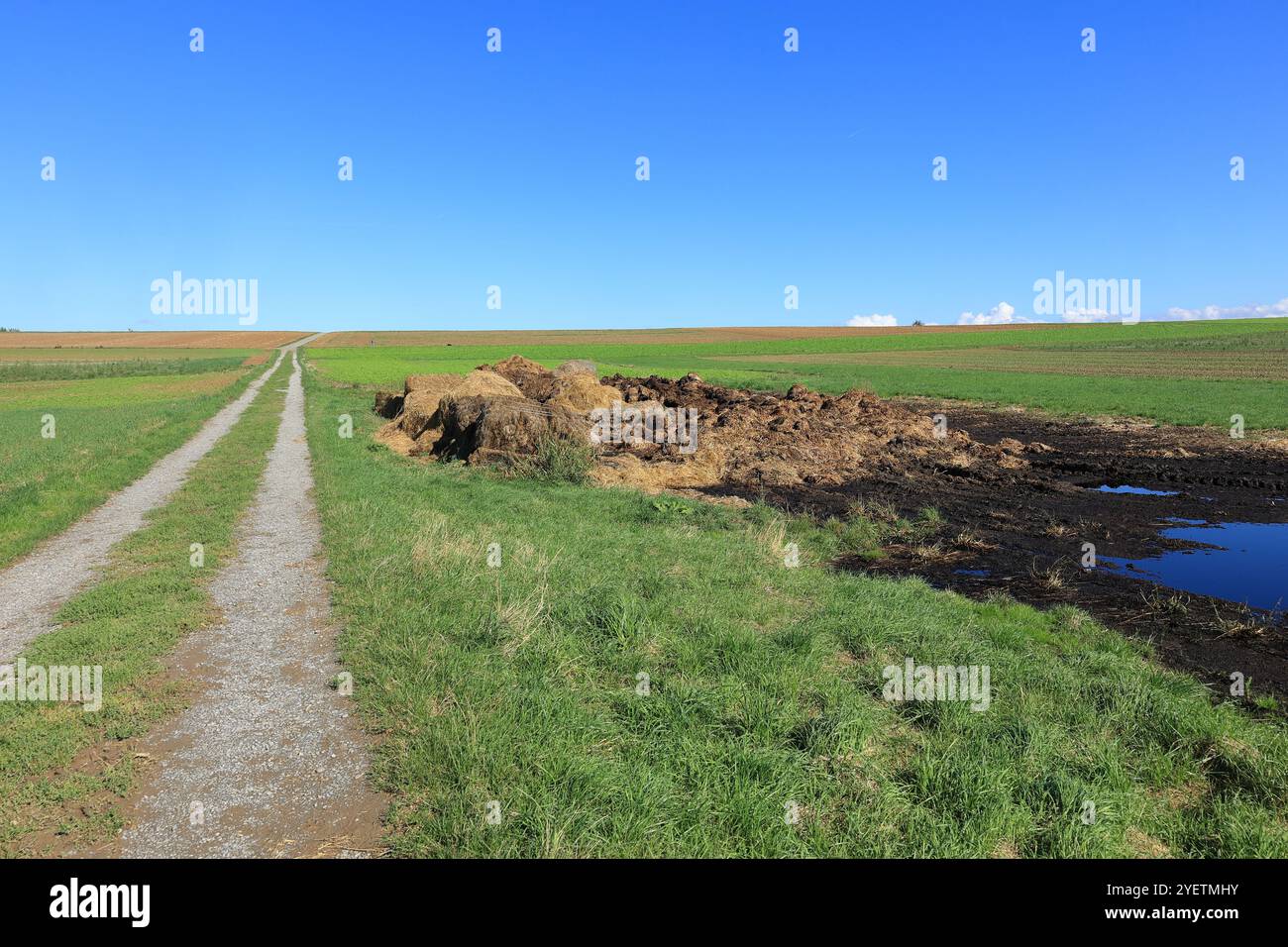 Waste from hay and straw on a meadow Stock Photo - Alamy