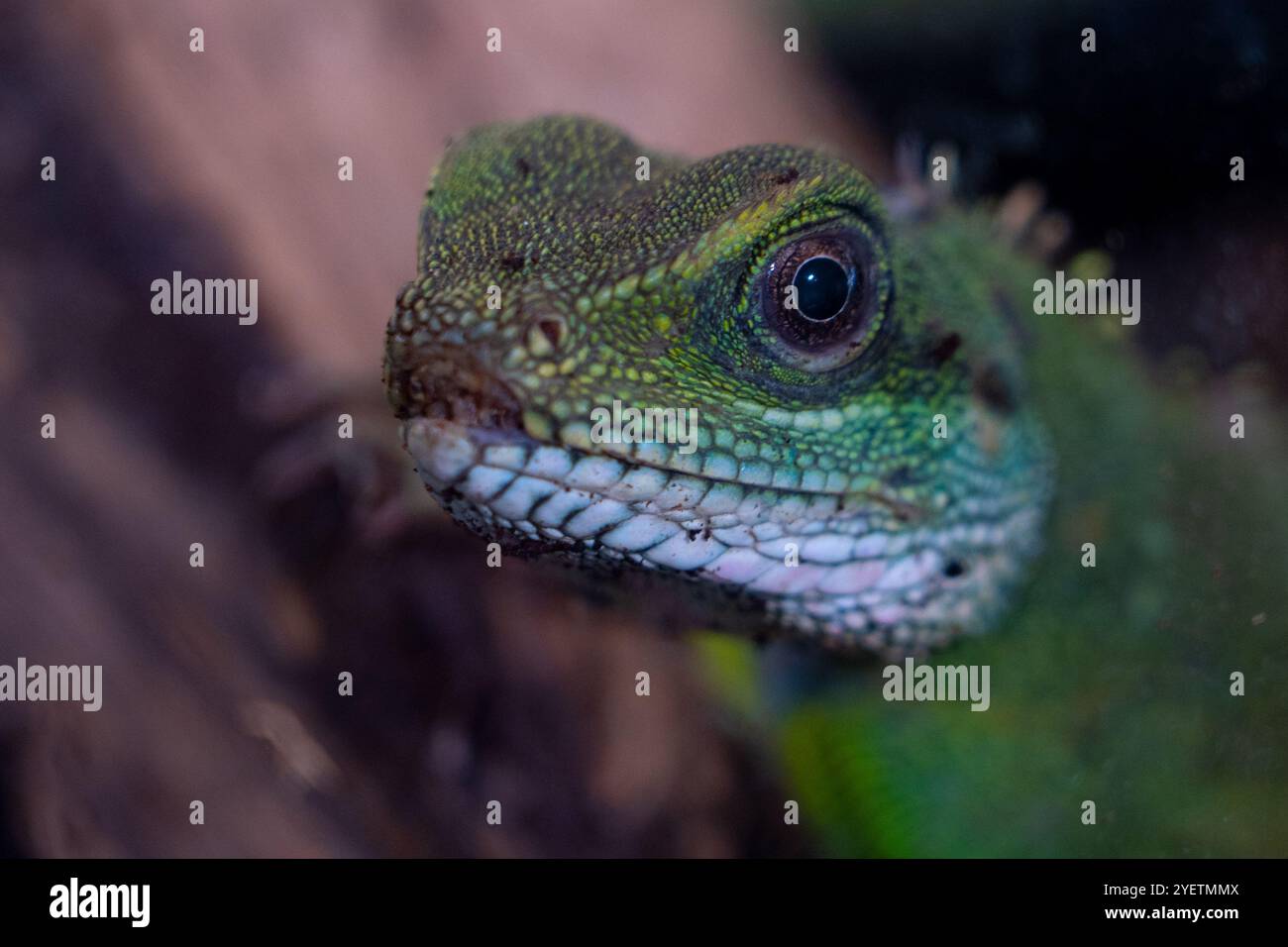 Chinese water dragon (Physignathus cocincinus) is a species of agamid ...