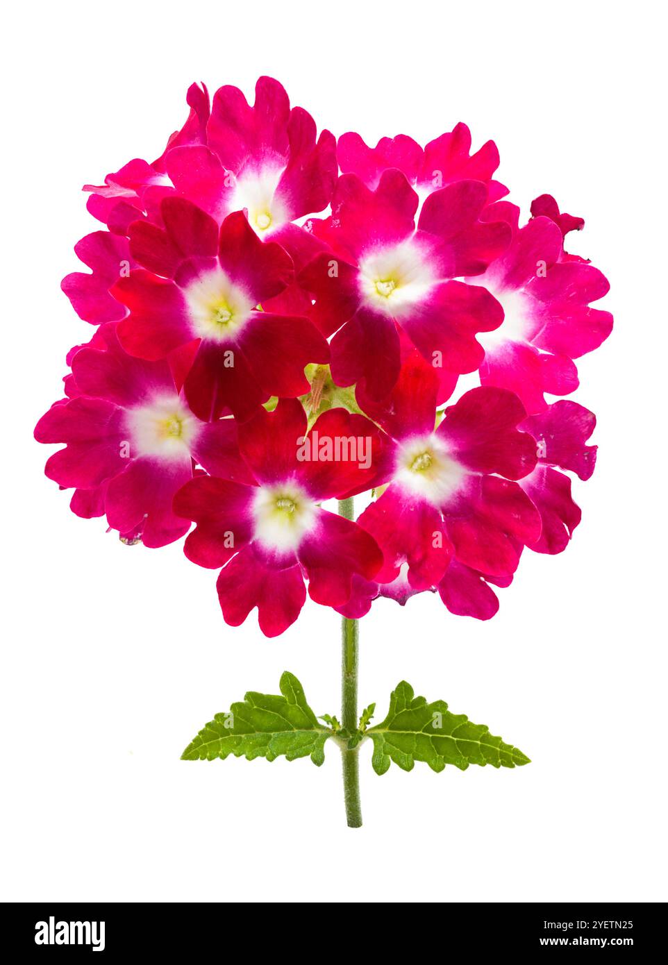 Wild flowers cut out Cut Out Stock Images & Pictures - Alamy
