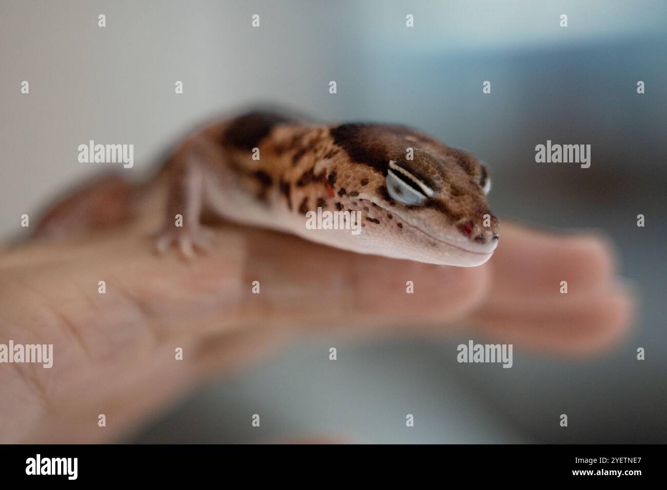 Cute Leopard Geckos (Eublepharis Macularius) on blur background Stock ...