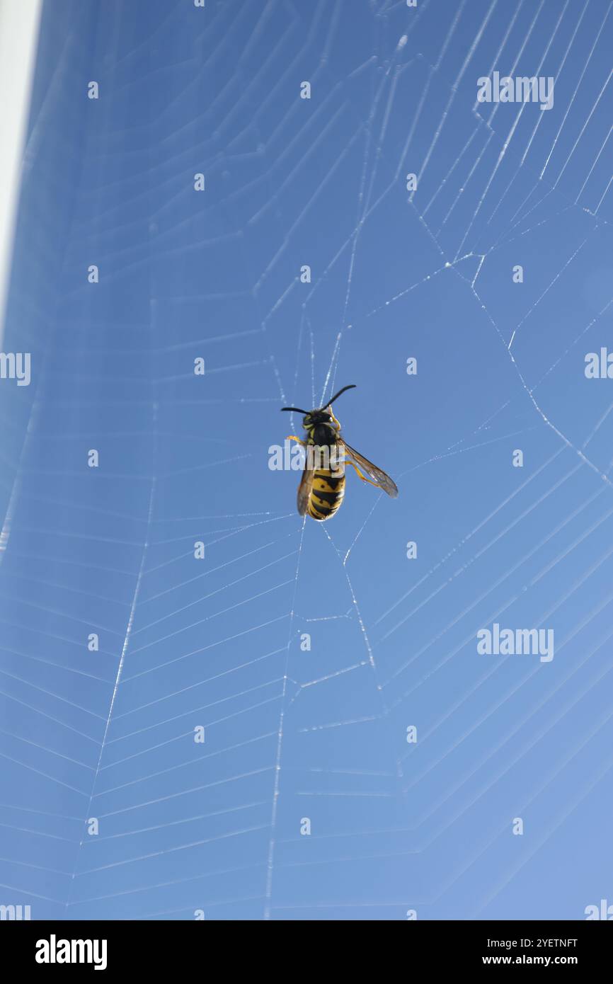 A wasp is caught in a spider web Stock Photo - Alamy