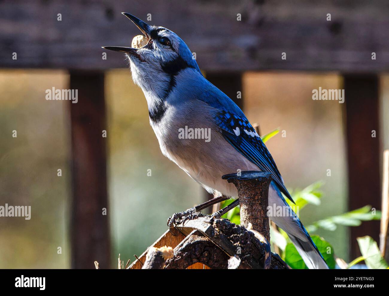 Jay eating a peanut hi-res stock photography and images - Alamy