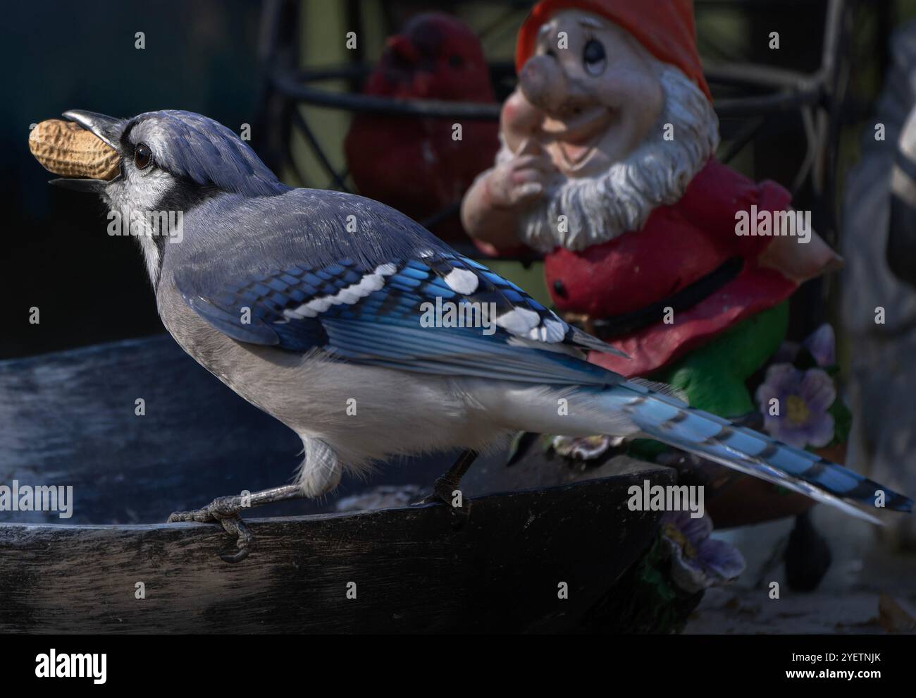 Jay eating a peanut hi-res stock photography and images - Alamy