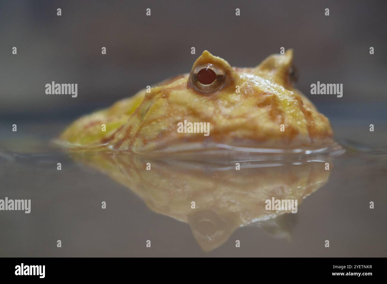 Cranwells pacman frog hi-res stock photography and images - Alamy