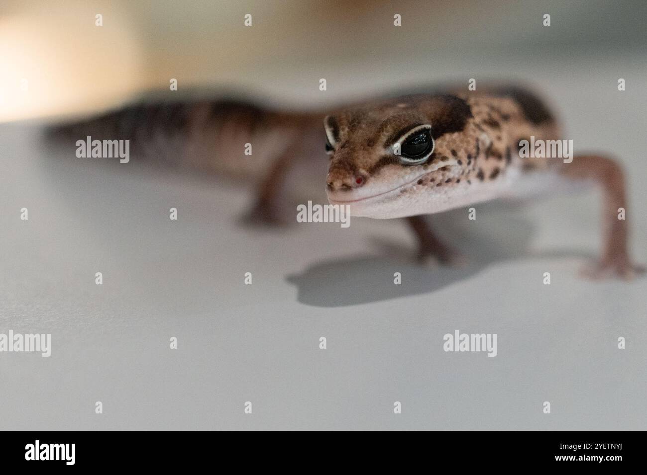 Cute Leopard Geckos (Eublepharis Macularius) on blur background Stock ...