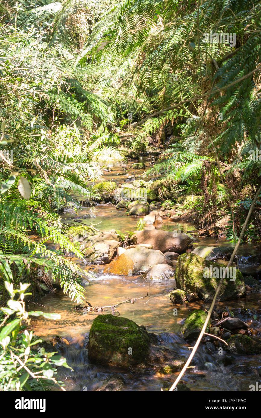 Creek inside a native Araucaria forest in Sao Francisco de Paula, South ...
