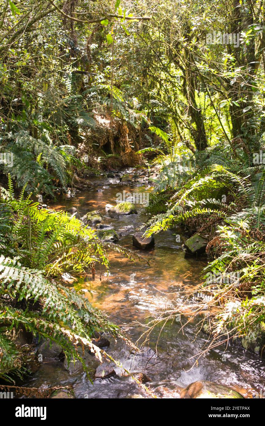 Creek inside a native Araucaria forest in Sao Francisco de Paula, South ...