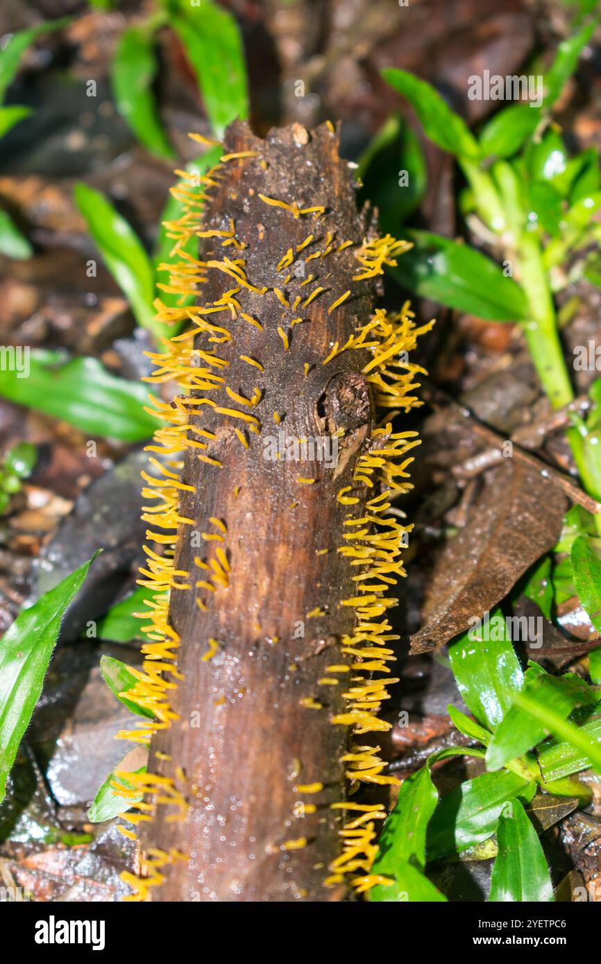 Calocera cornea (Club-like Tuning Fork) fungi in Sao Francisco de Paula ...