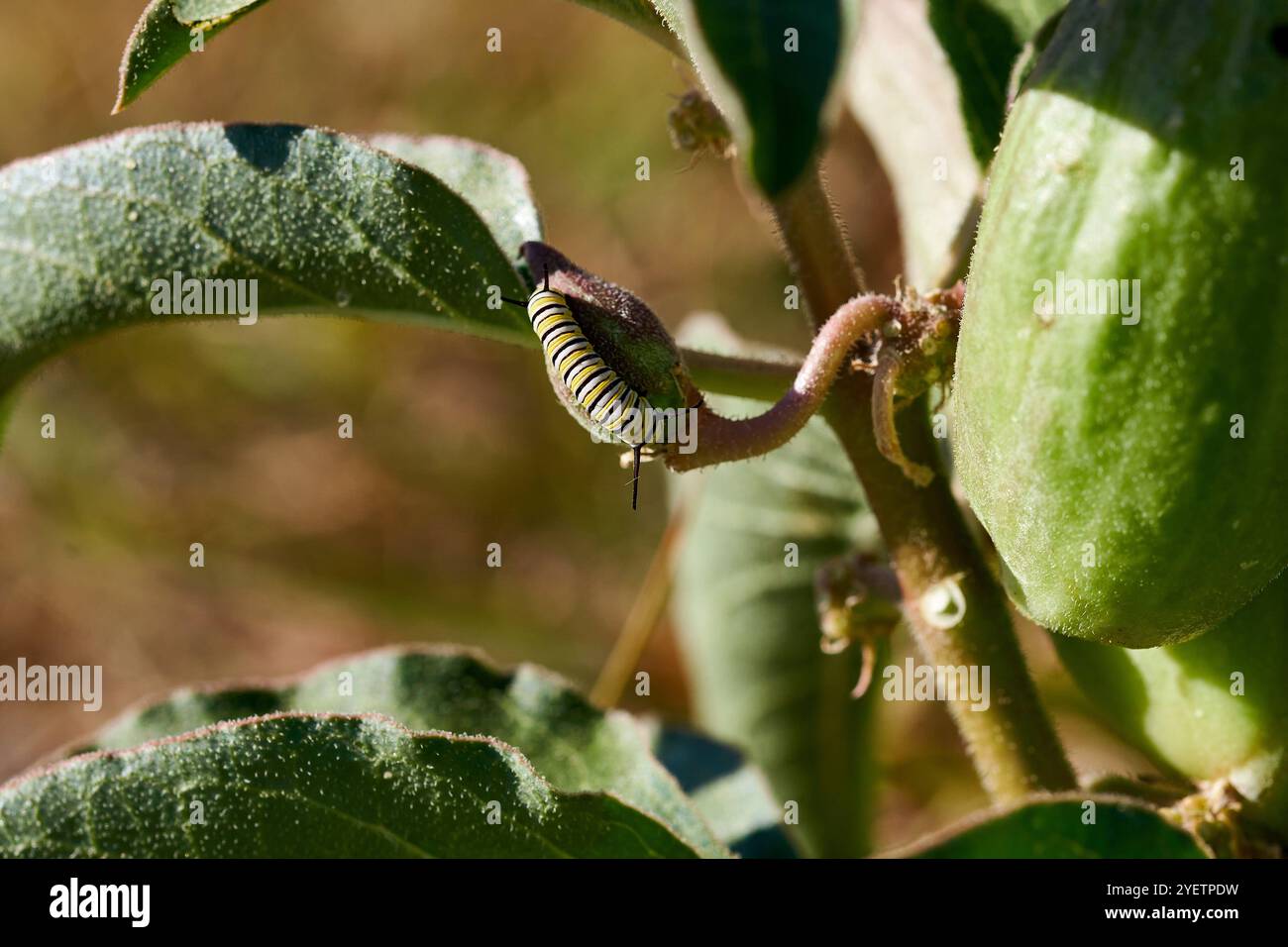 Monarch Butterfly Caterpillar on Texas Buffalo Gourd Plant. High ...