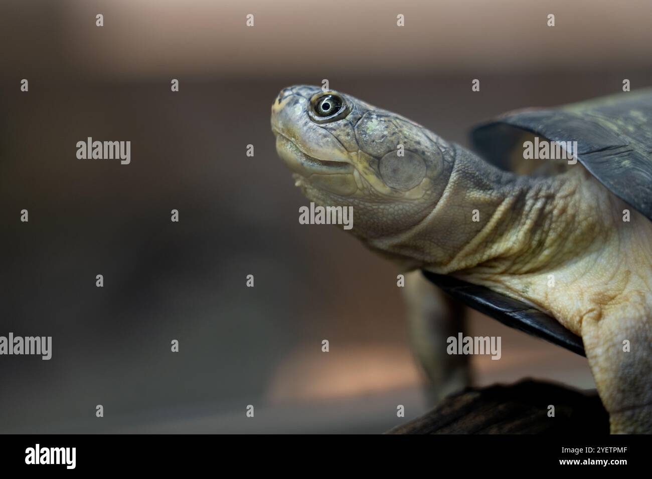 West african side necked turtle hi-res stock photography and images - Alamy