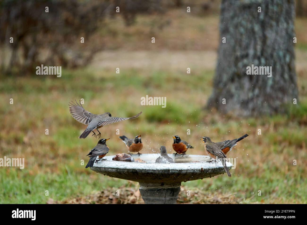 American Robin in flight with wings spread wide lands on birdbath with ...