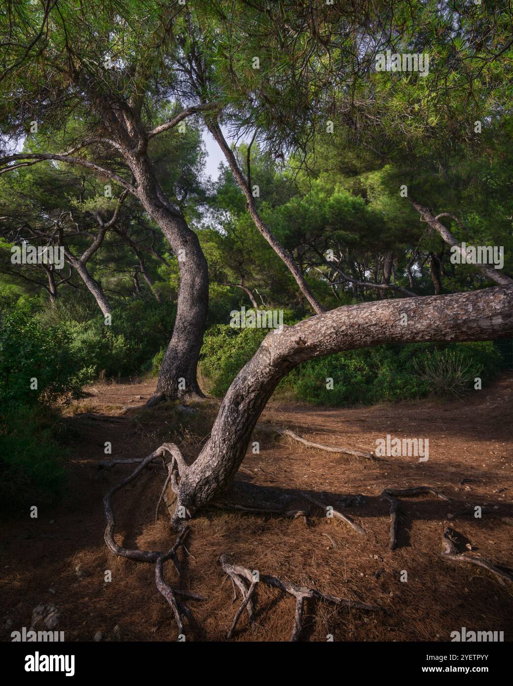 Maritime pines (French riviera Stock Photo - Alamy