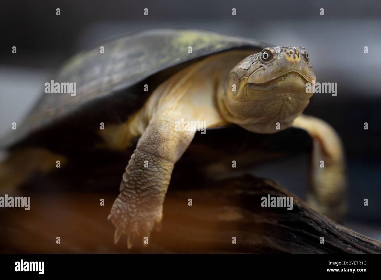 Turtle shell close up hi-res stock photography and images - Alamy