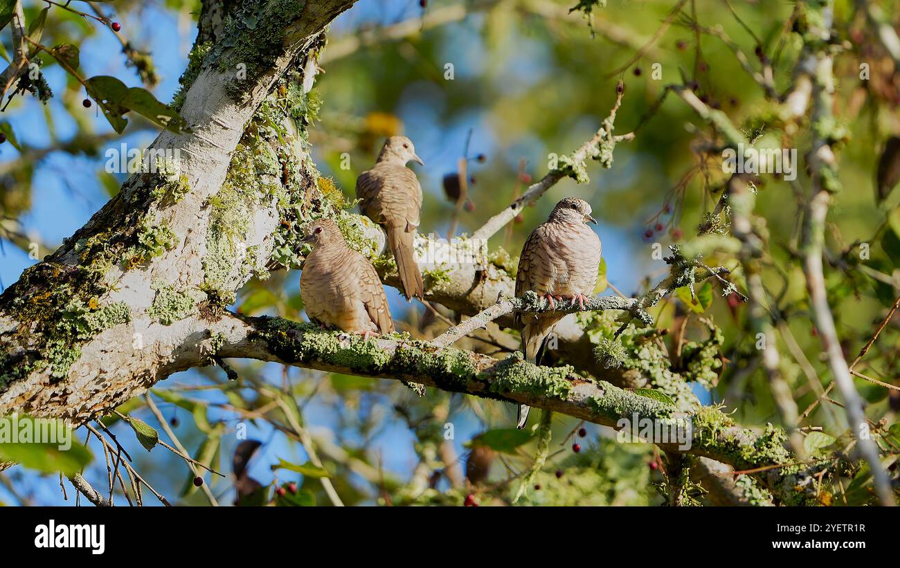 Three Inca doves sunbathing in a tree. High quality photo Stock Photo ...