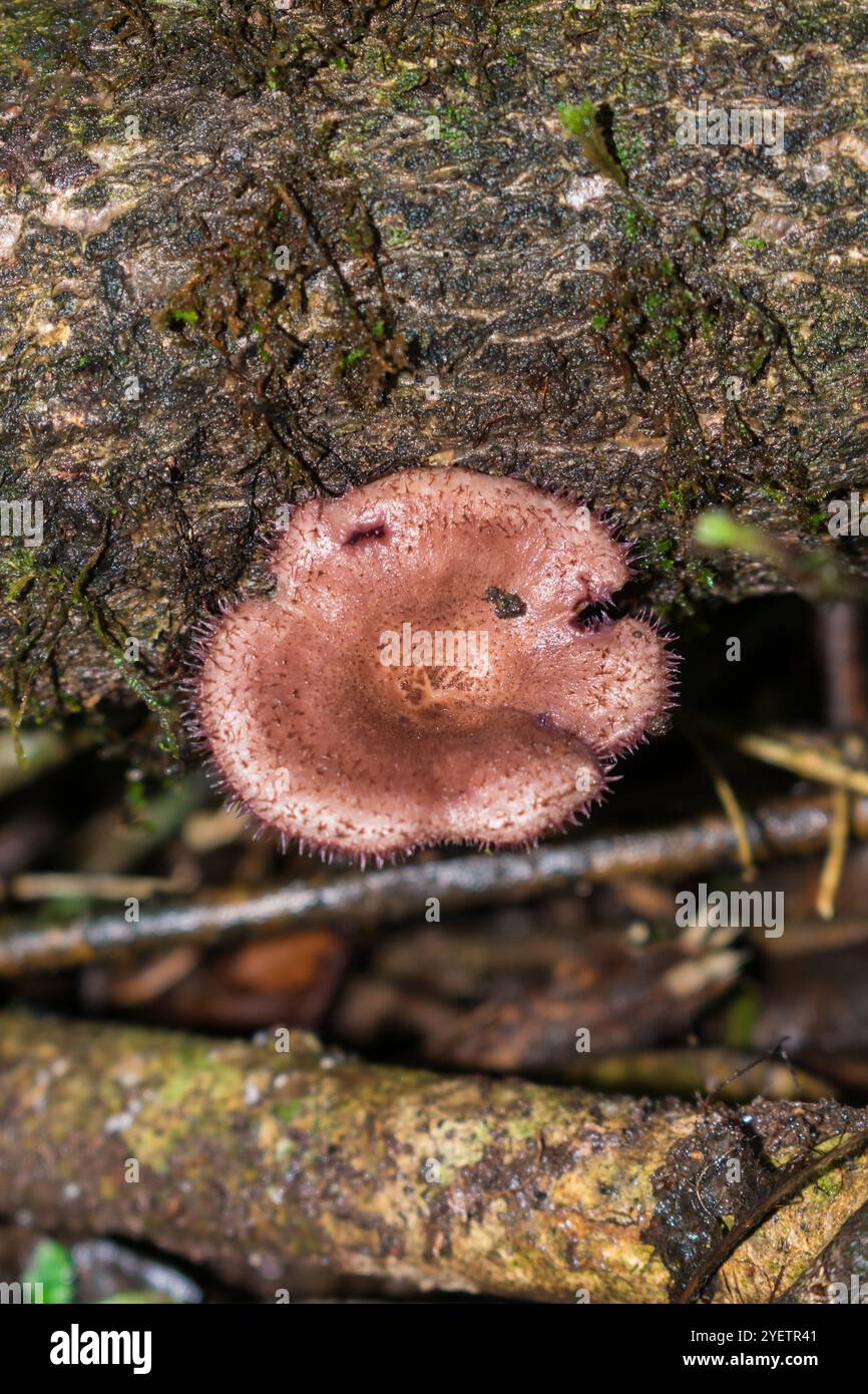 Panus strigellus hi-res stock photography and images - Alamy