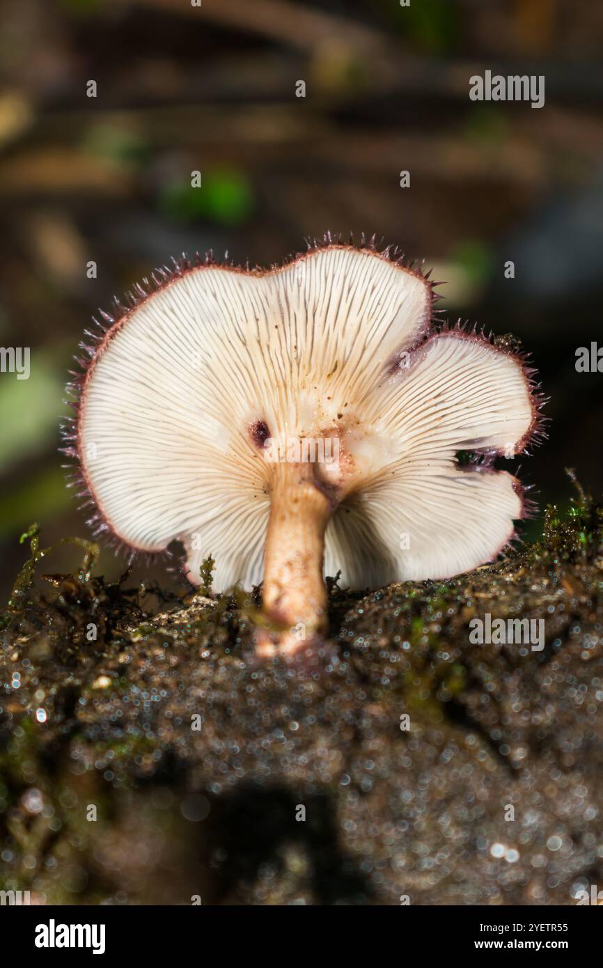 Mushroom Panus strigellus underside (hymenophore) in Sao Francisco de ...