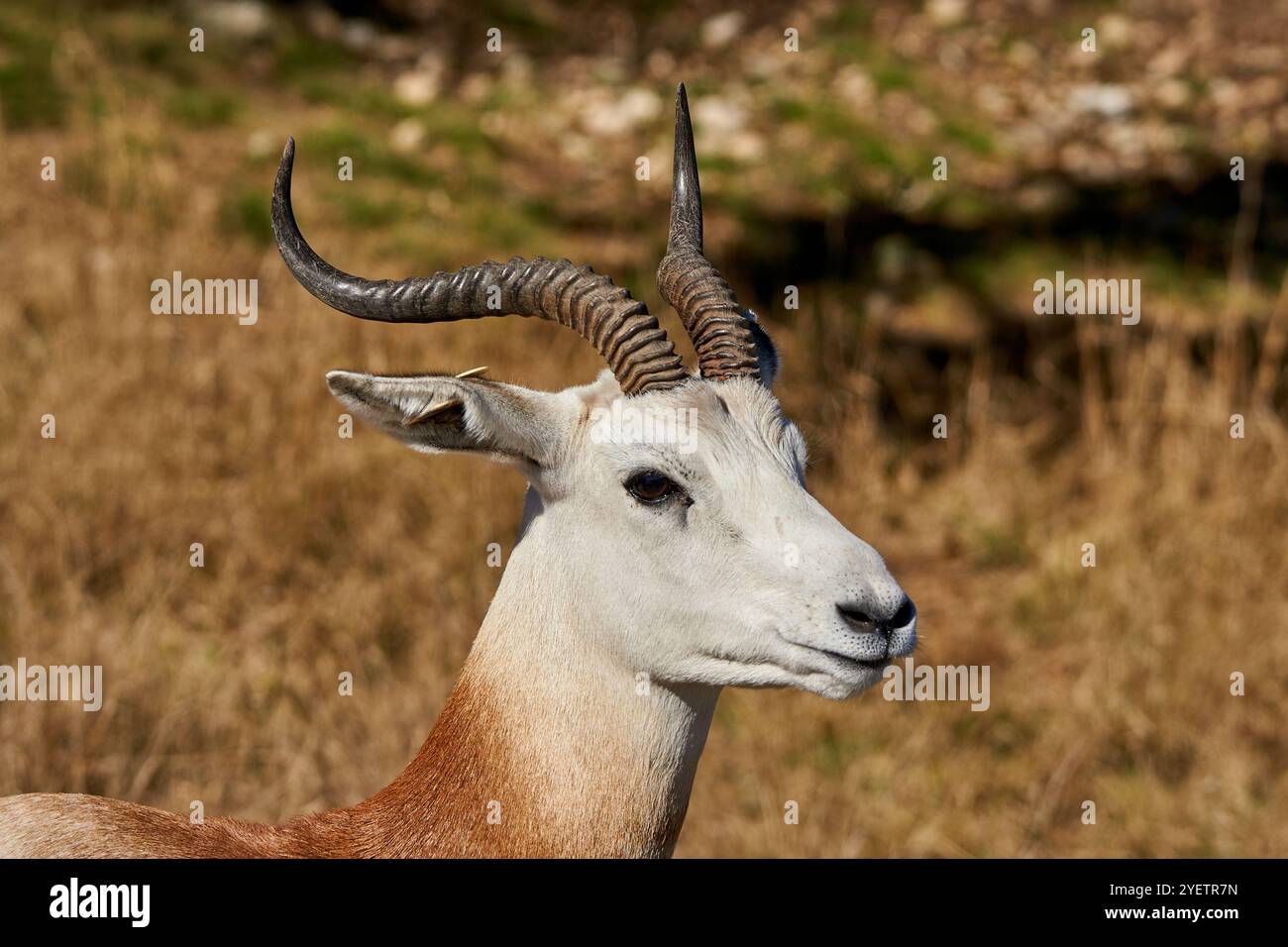 African antelope mhorr gazelle hi-res stock photography and images - Alamy