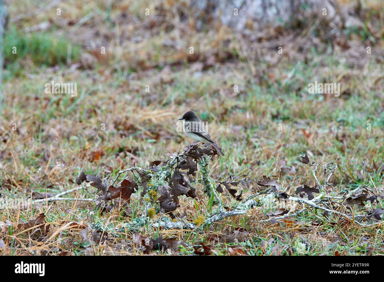 Fallen oak branch hi-res stock photography and images - Alamy