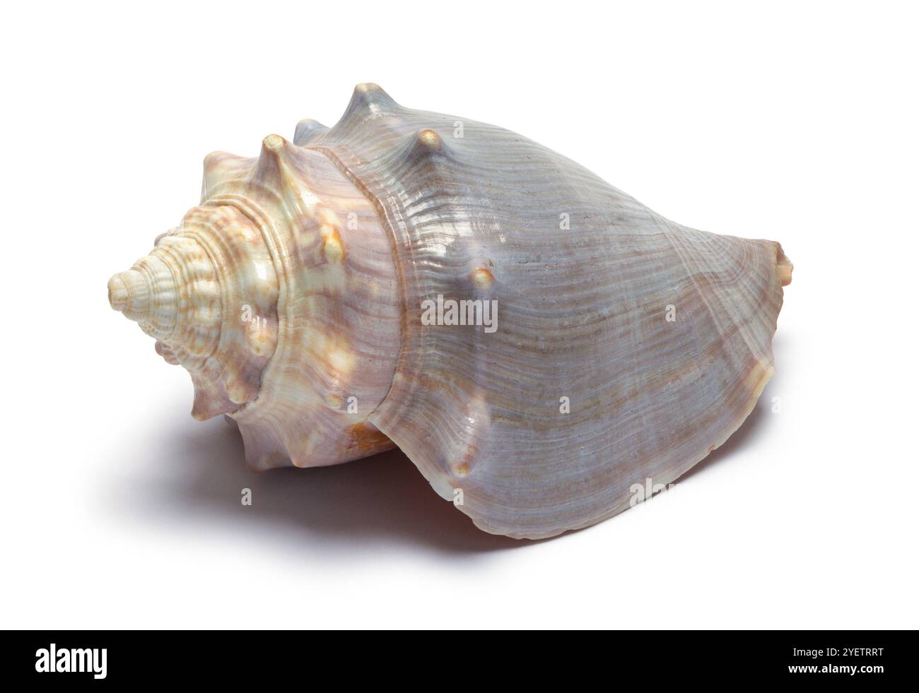 Sea shell cut out hi-res stock photography and images - Alamy