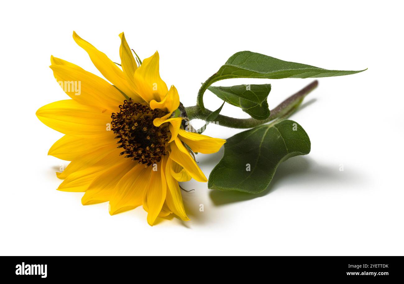 Small sunflower hi-res stock photography and images - Alamy