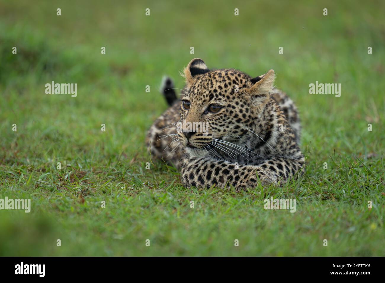 Leopard cub lies turning head on savannah Stock Photo - Alamy