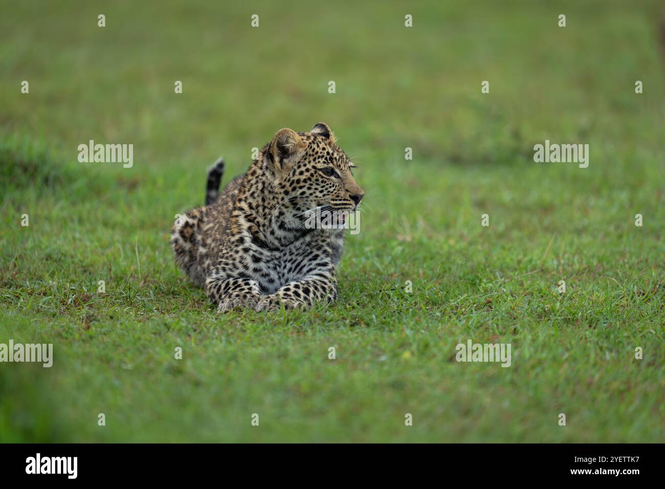 Leopard cub lies turning head on grass Stock Photo - Alamy