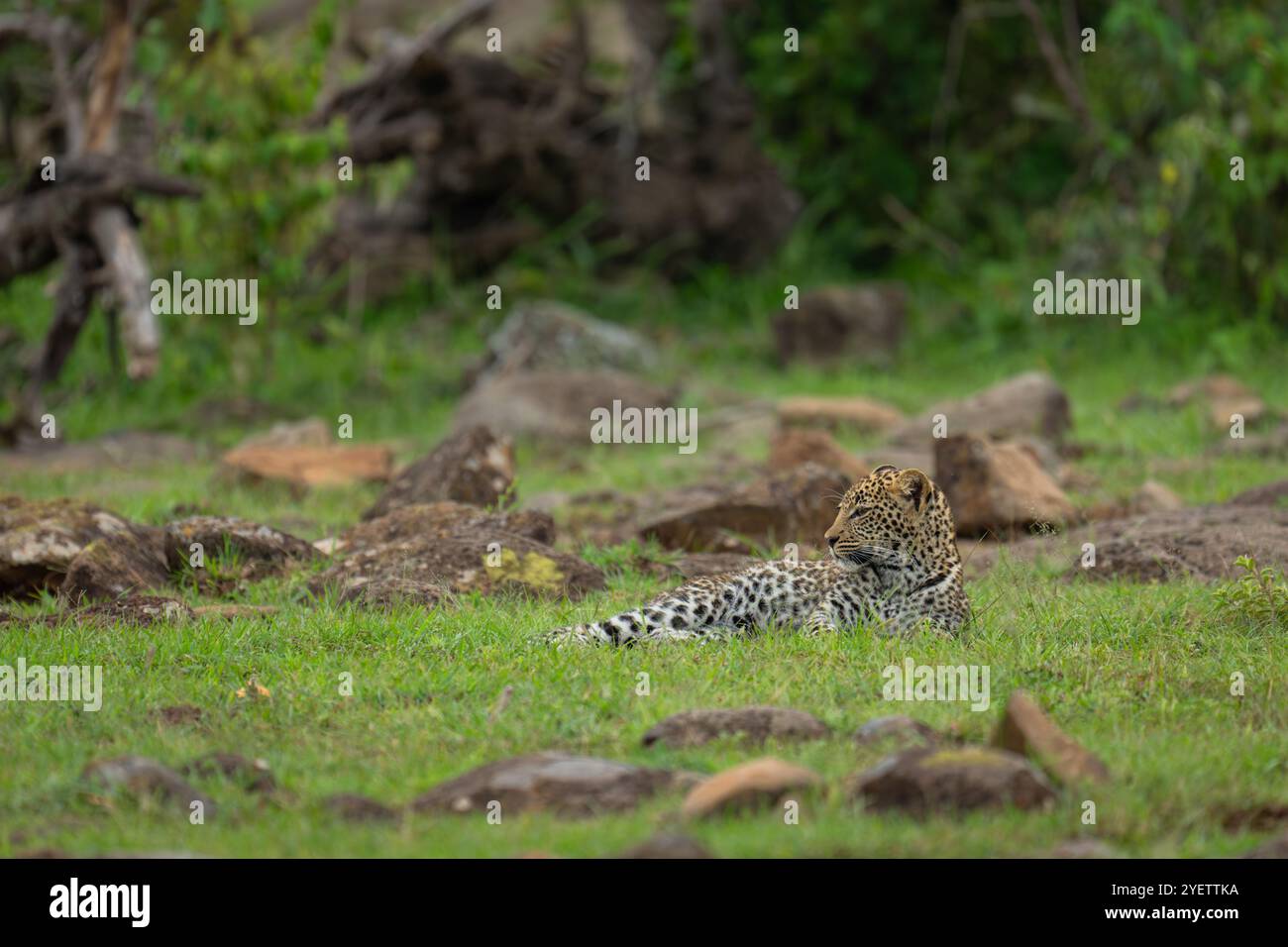Leopard turning head hi-res stock photography and images - Alamy