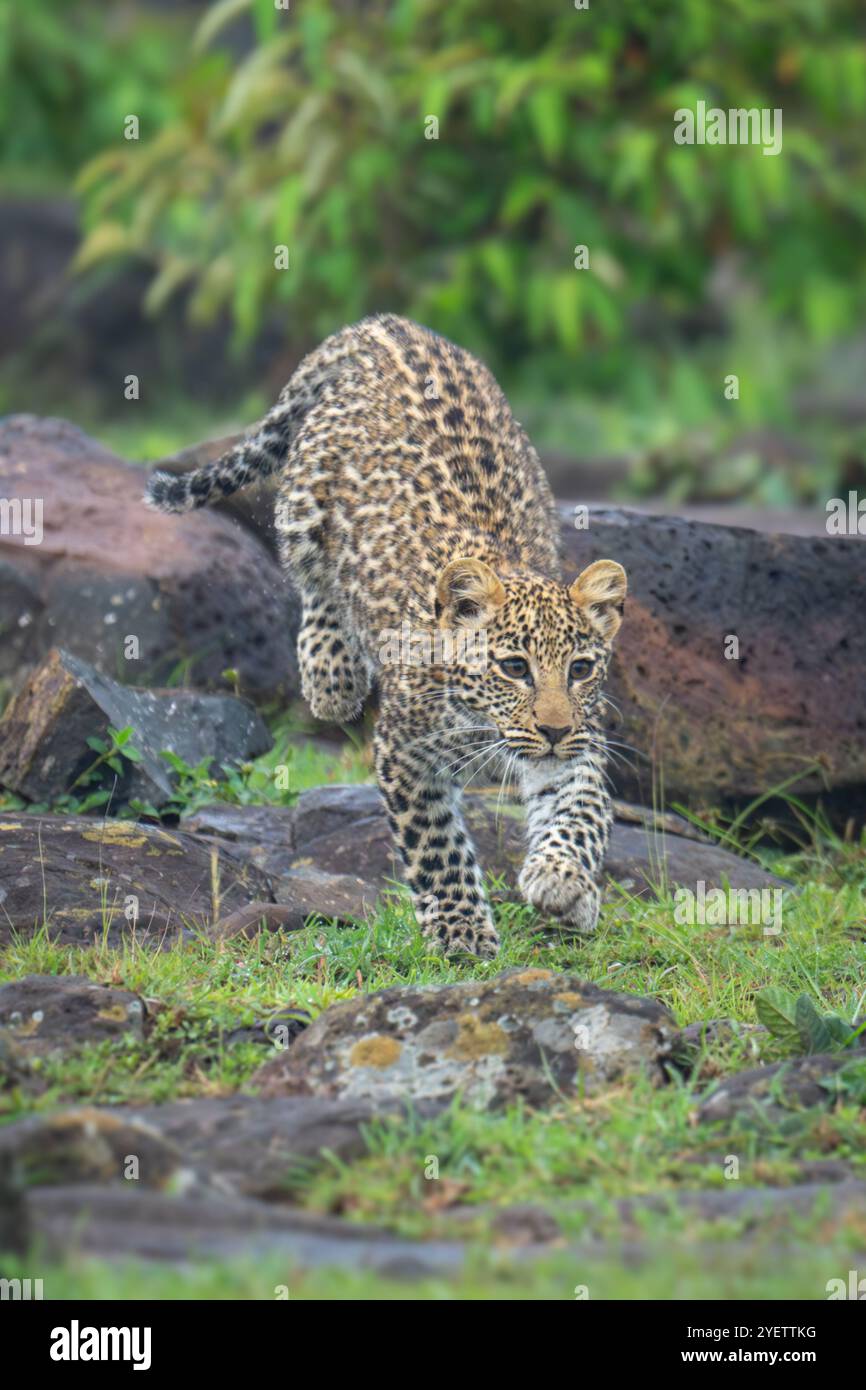 Leopard cub runs across rocks near bushes Stock Photo - Alamy