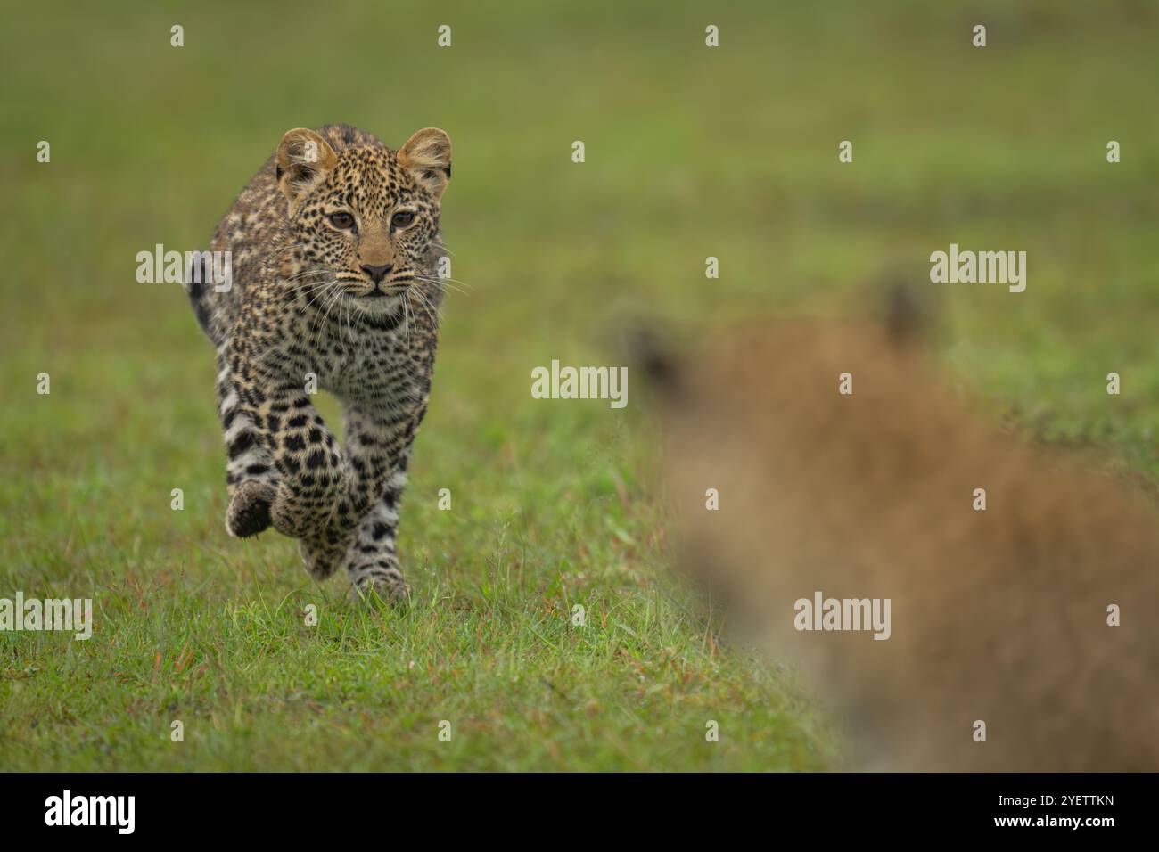 Leopard panthera pardus cub running hi-res stock photography and images ...