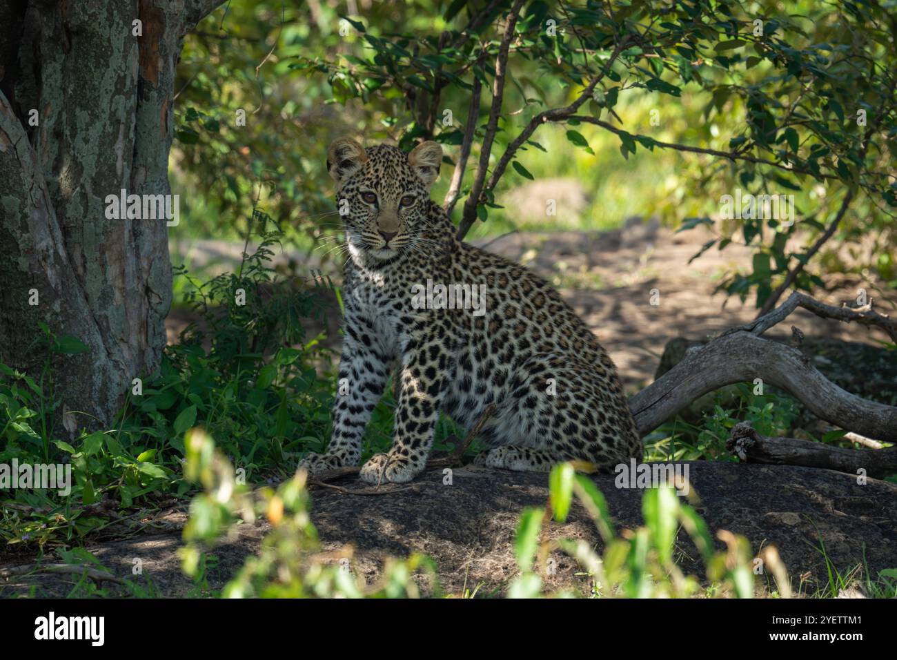 Leopard cub sits by tree in bushes Stock Photo - Alamy