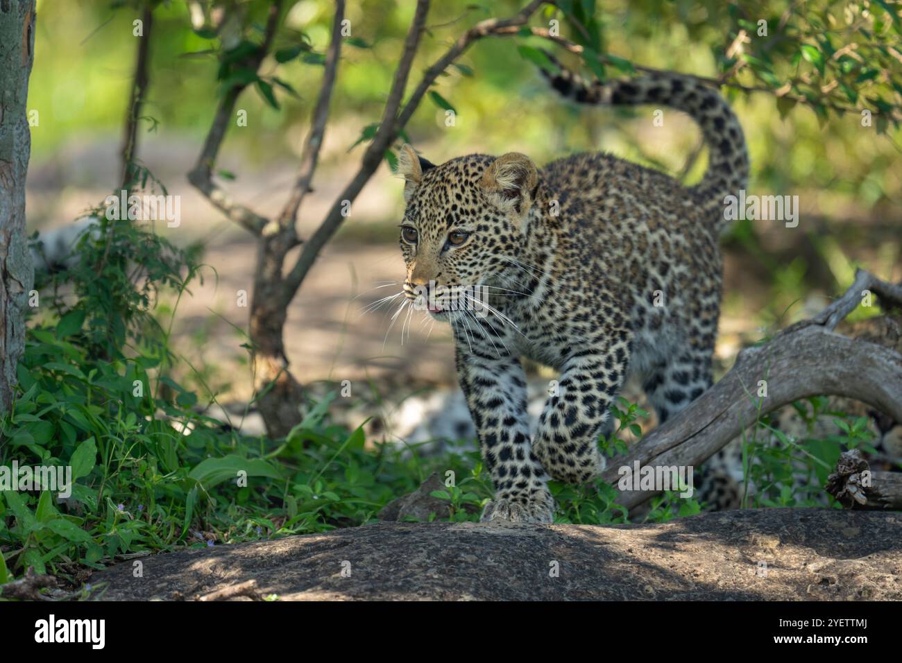 Walking leopard shot hi-res stock photography and images - Alamy