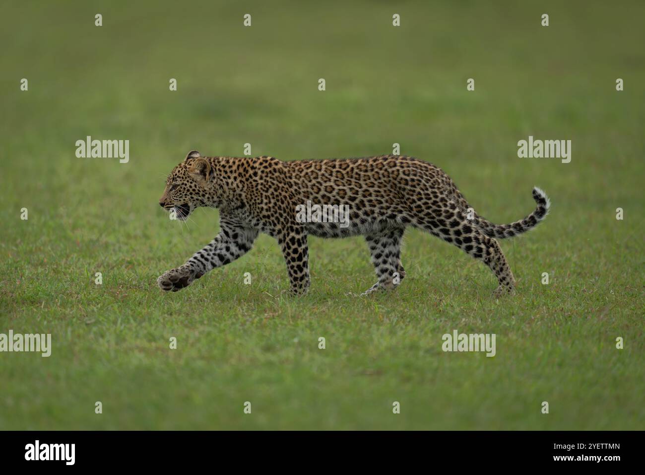 Leopard cub walks across grass raising paw Stock Photo - Alamy