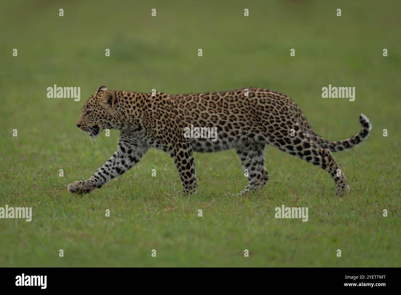 Leopard cub walks across grassland raising paw Stock Photo - Alamy