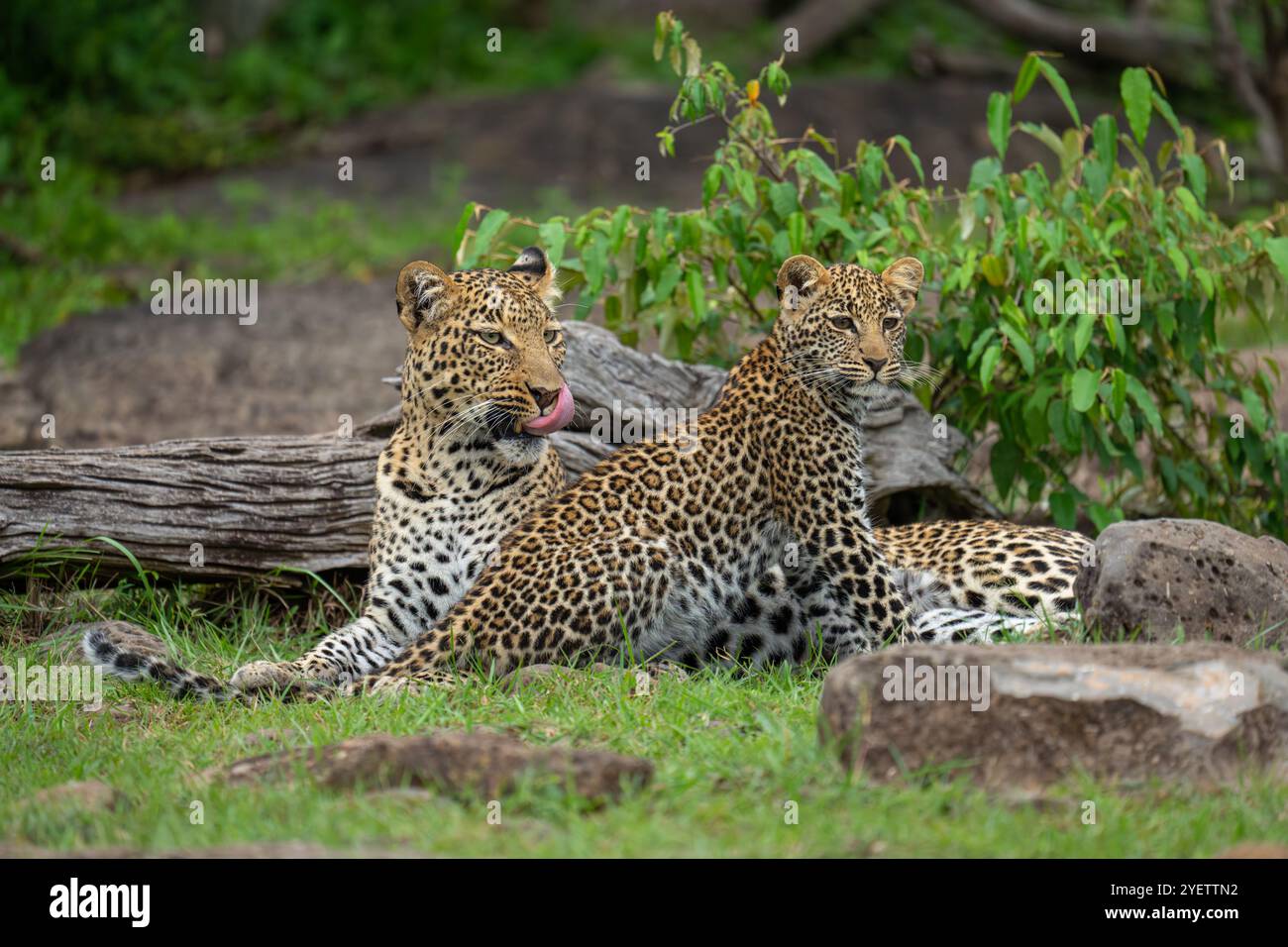 Seated cub hi-res stock photography and images - Alamy