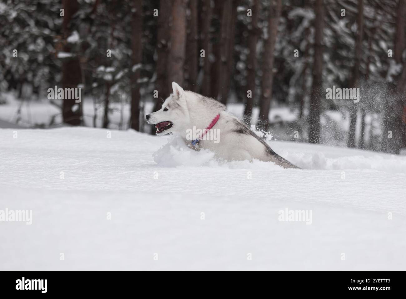 Fluffy Siberian husky in the winter snow forest. The dog runs through ...
