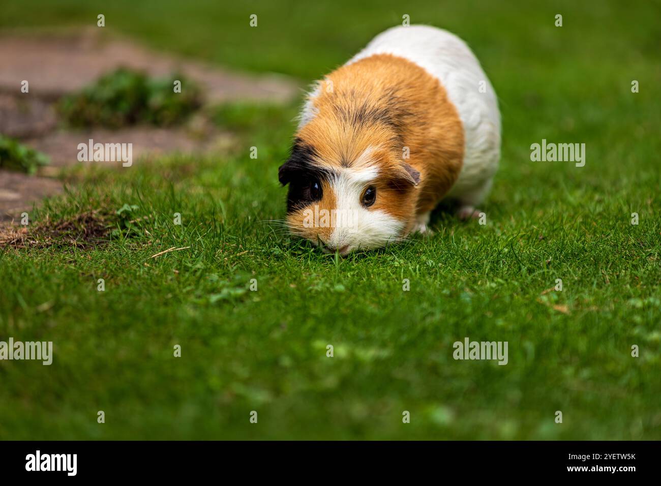 Tricolor domestic guinea pig, domestic cavy on the meadow Stock Photo ...