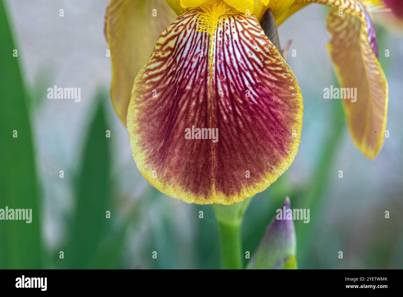 Bright red iris hi-res stock photography and images - Alamy