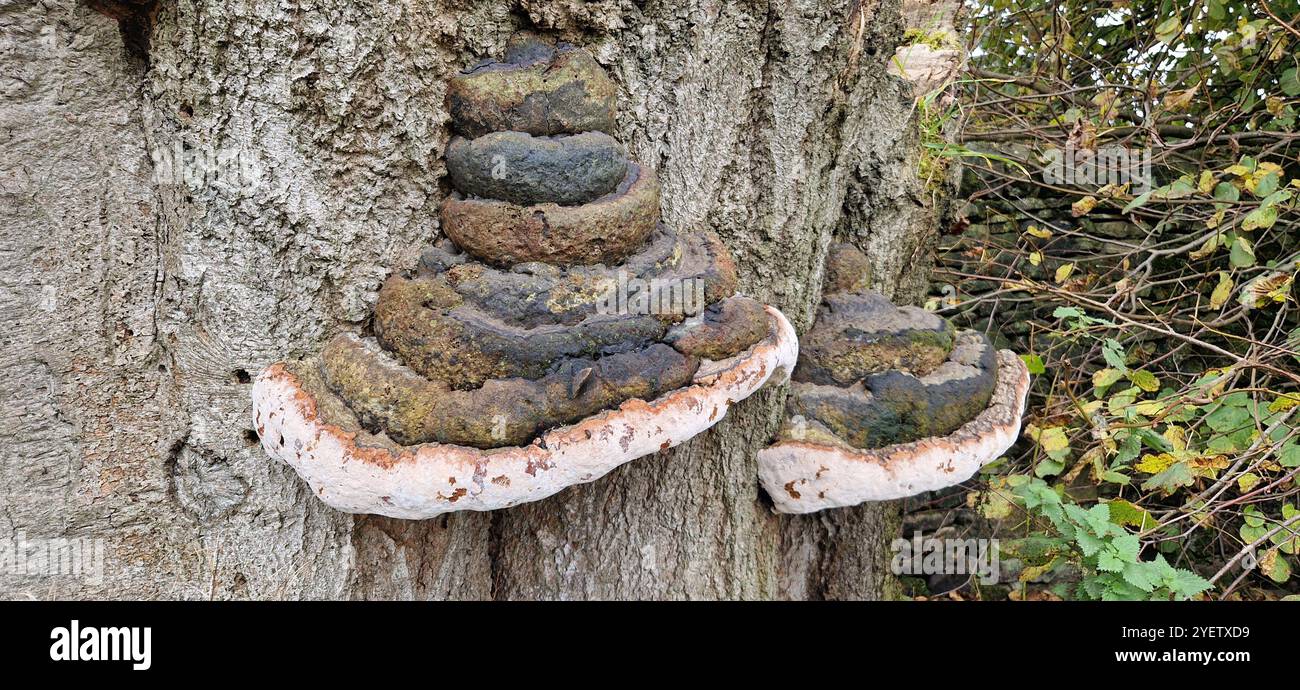 Fungus growing on trees in the Peak District, Northwest England Stock ...