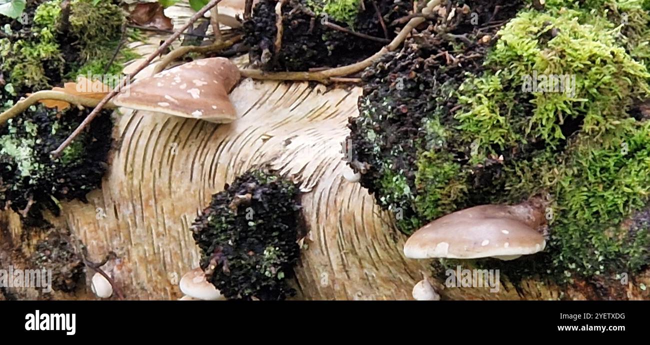 Fungus growing on trees in the Peak District, Northwest England Stock ...