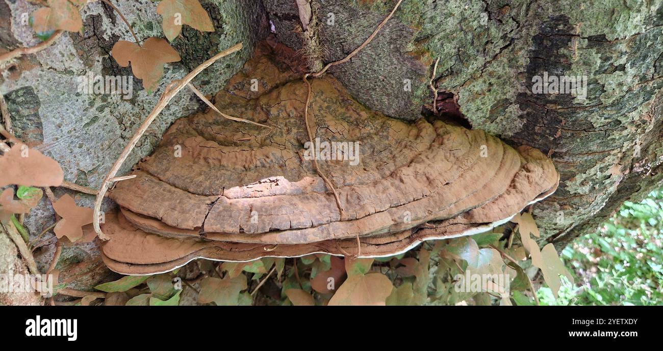 Fungus growing on trees in the Peak District, Northwest England Stock ...