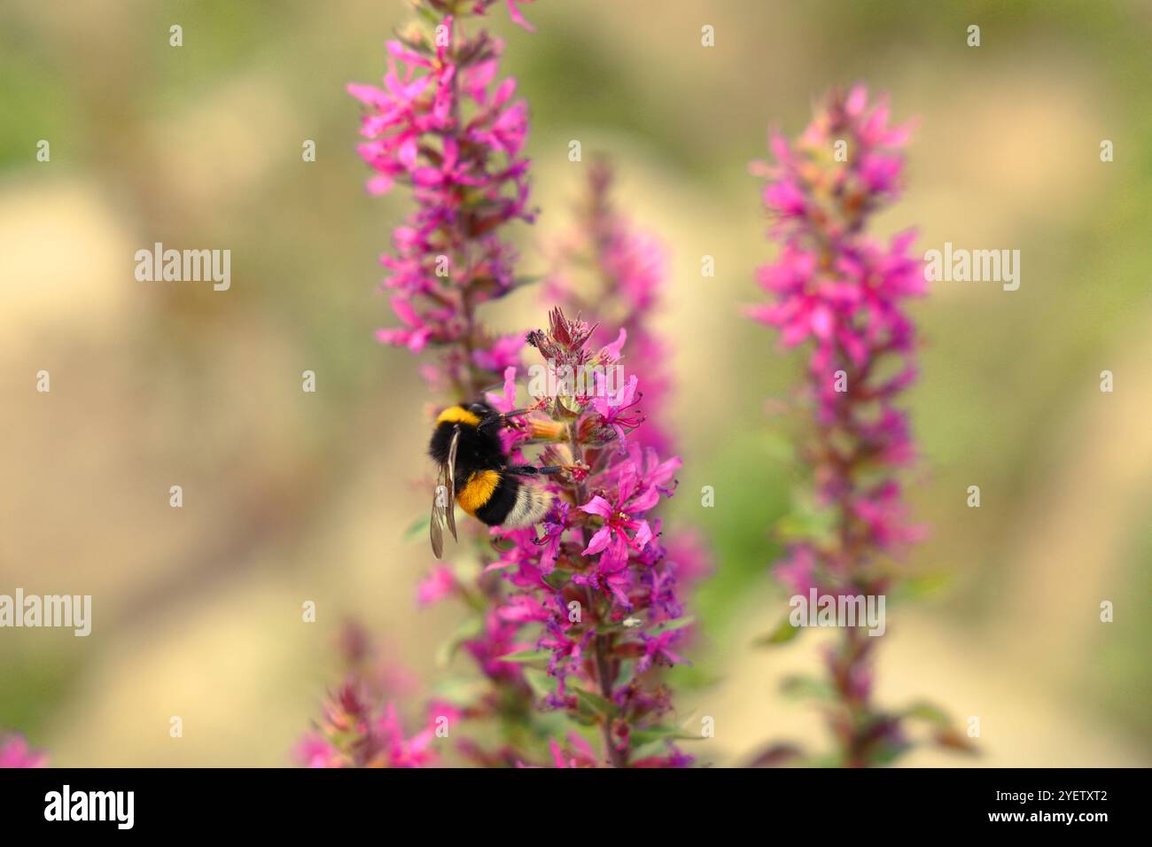 lago del mis Stock Photo - Alamy