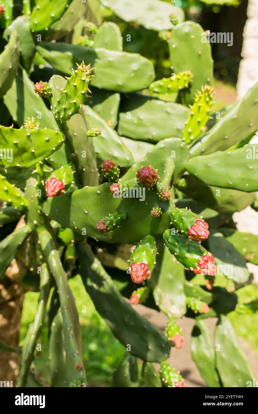 Opuntia cochenillifera (Cochineal Nopal Cactus) flower buds Stock Photo ...