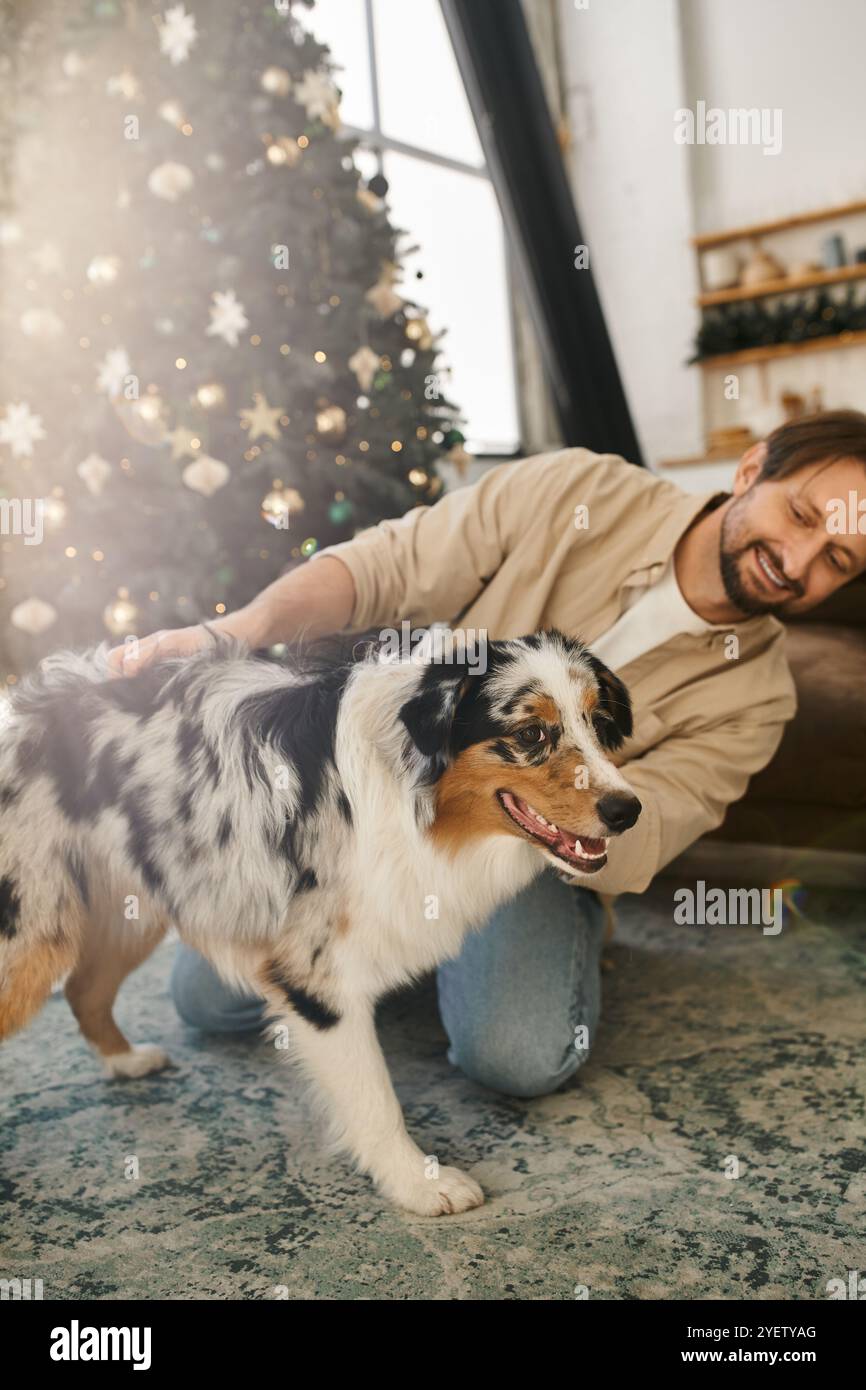 Handsome australian shepherd dog hi-res stock photography and images ...