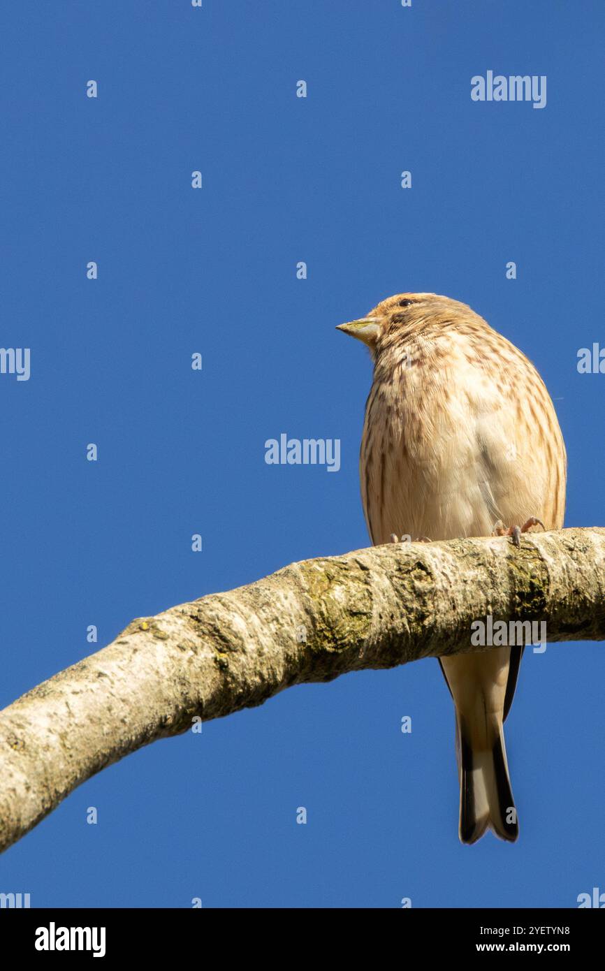 Turvey birds hi-res stock photography and images - Alamy