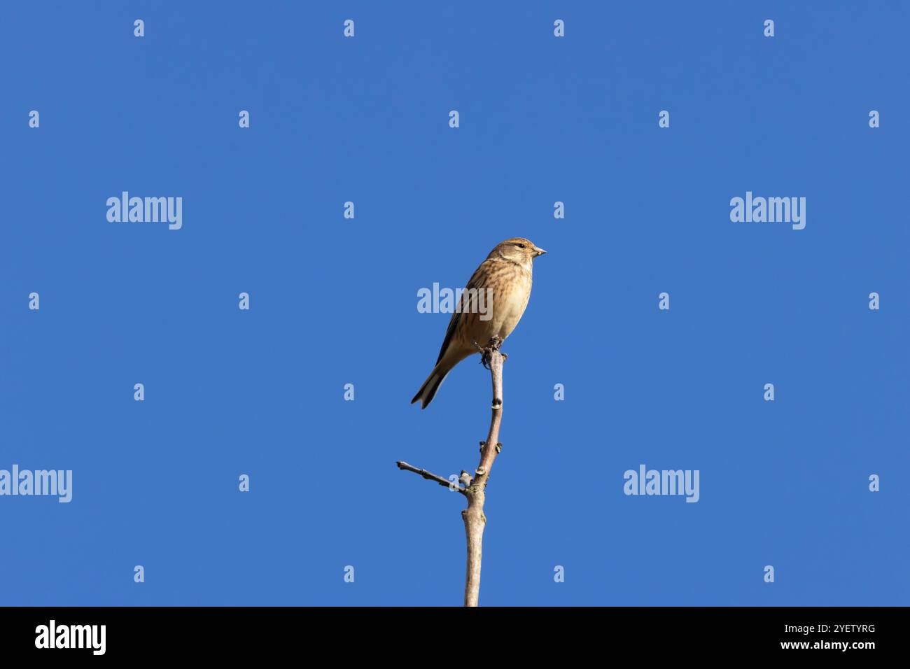 Female Linnet with subtle brown and grey plumage. Feeds on seeds and ...