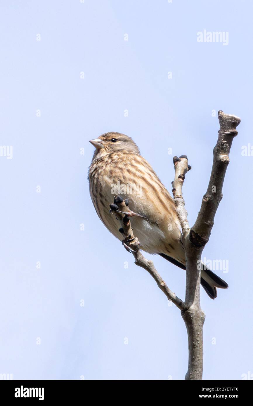 Female Linnet with subtle brown and grey plumage. Feeds on seeds and ...