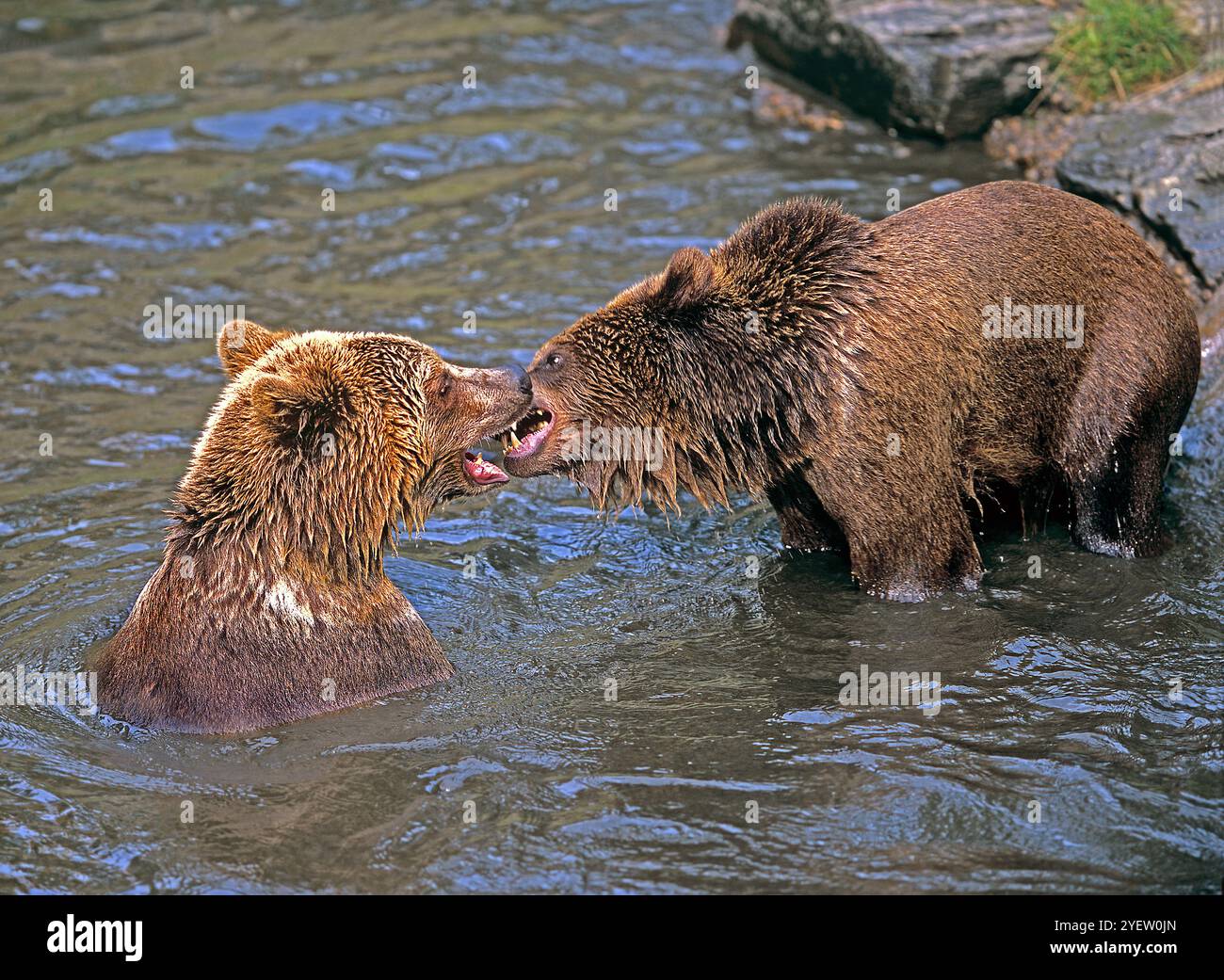 Two young European brown bears in pond, playing. Ursus arctos Bavarian ...